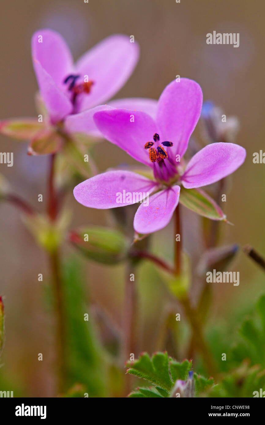 common stork's-bill, red-stemmed filaree, pin clover (Erodium ...