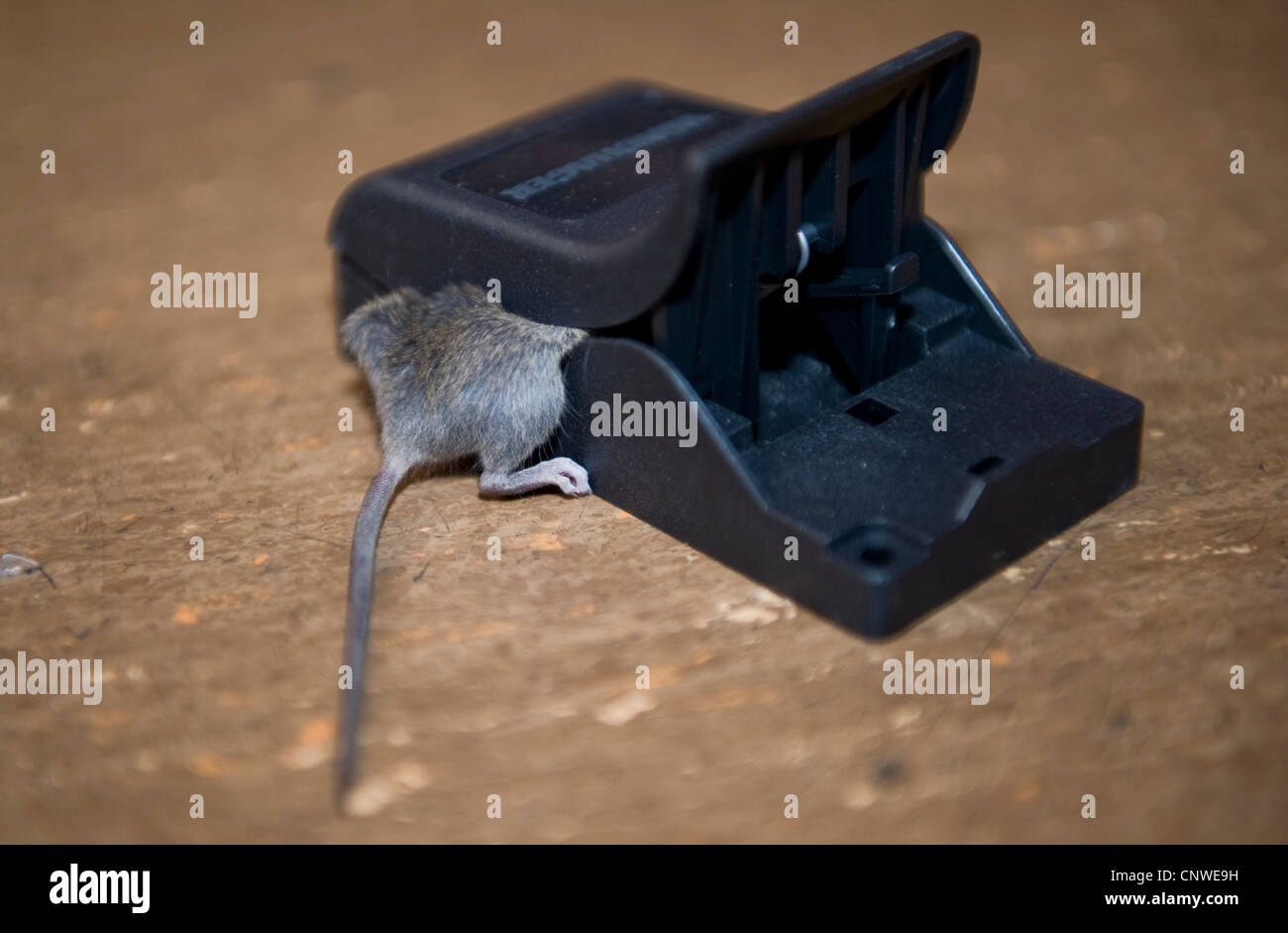 house mouse (Mus musculus), mouse in mousetrap Stock Photo - Alamy