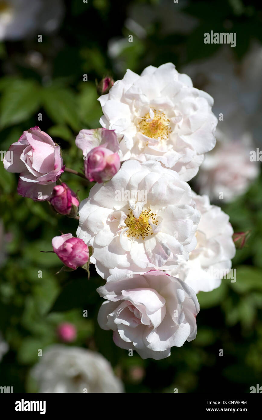 rose (Rosa 'Venusta Pendula', Rosa Venusta Pendula), cultivar Venusta ...