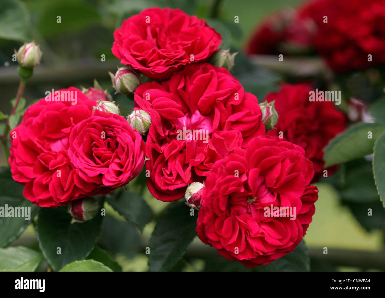 rose (Rosa 'Chevy Chase', Rosa Venusta Chevy Chase), cultivar Chevy ...