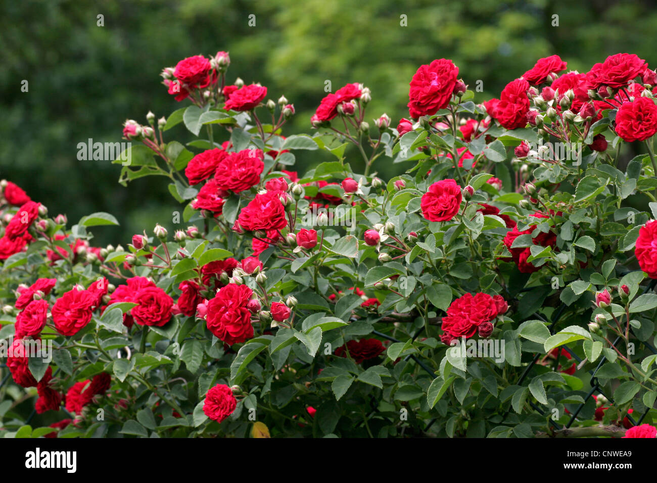 rose (Rosa 'Chevy Chase', Rosa Venusta Chevy Chase), cultivar Chevy ...