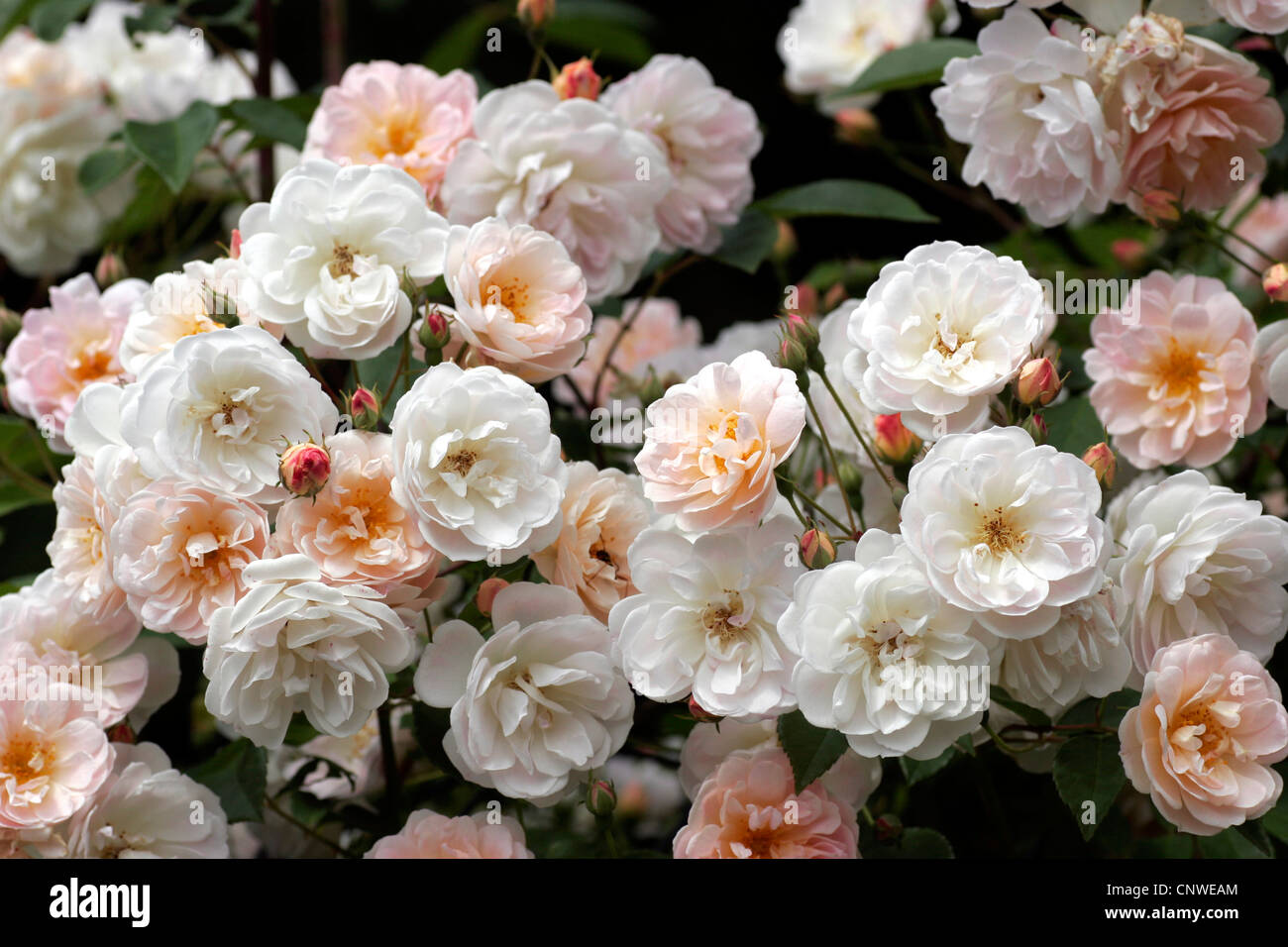 ornamental rose (Rosa 'Treasure Trove', Rosa Treasure Trove), cultivar ...