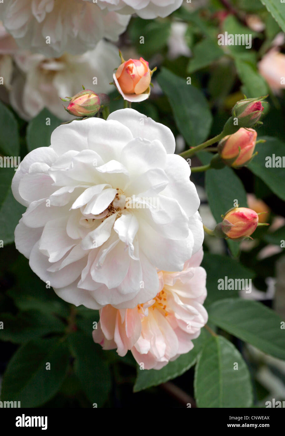 ornamental rose (Rosa 'Treasure Trove', Rosa Treasure Trove), cultivar ...