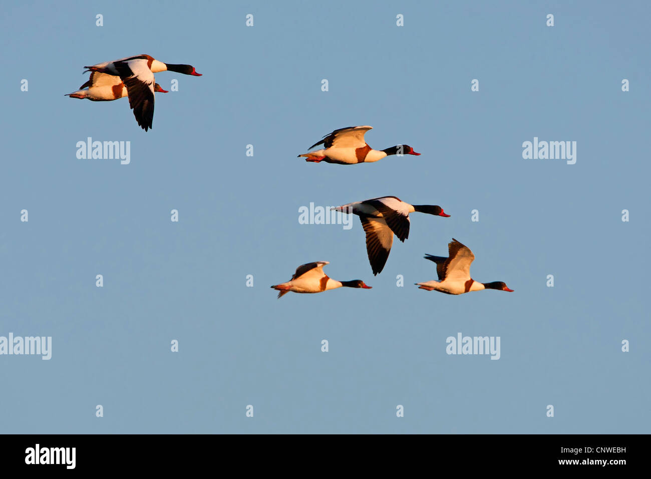 Flock of shelducks hi-res stock photography and images - Alamy