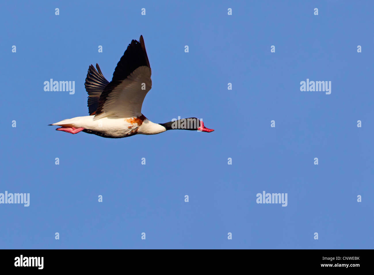 Common mallorca birds hi-res stock photography and images - Alamy