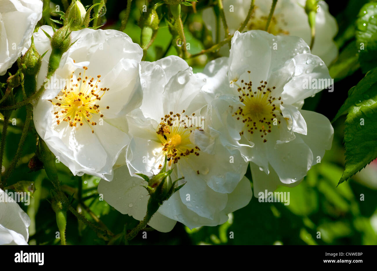 ornamental rose (Rosa 'Bobby James', Rosa Bobby James), cultivar Bobby ...