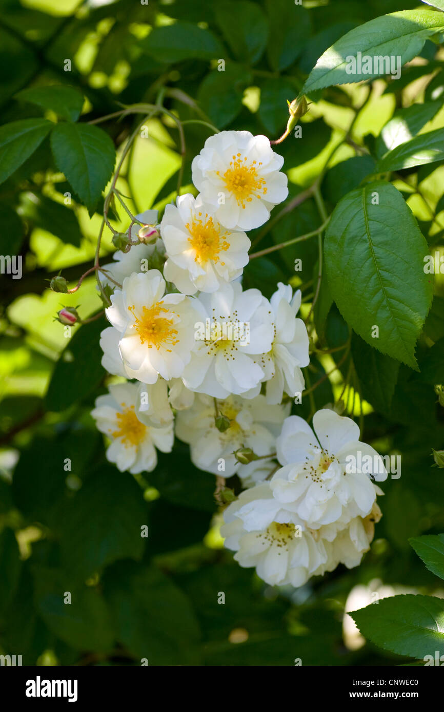 ornamental rose (Rosa 'Bobby James', Rosa Bobby James), cultivar Bobby ...
