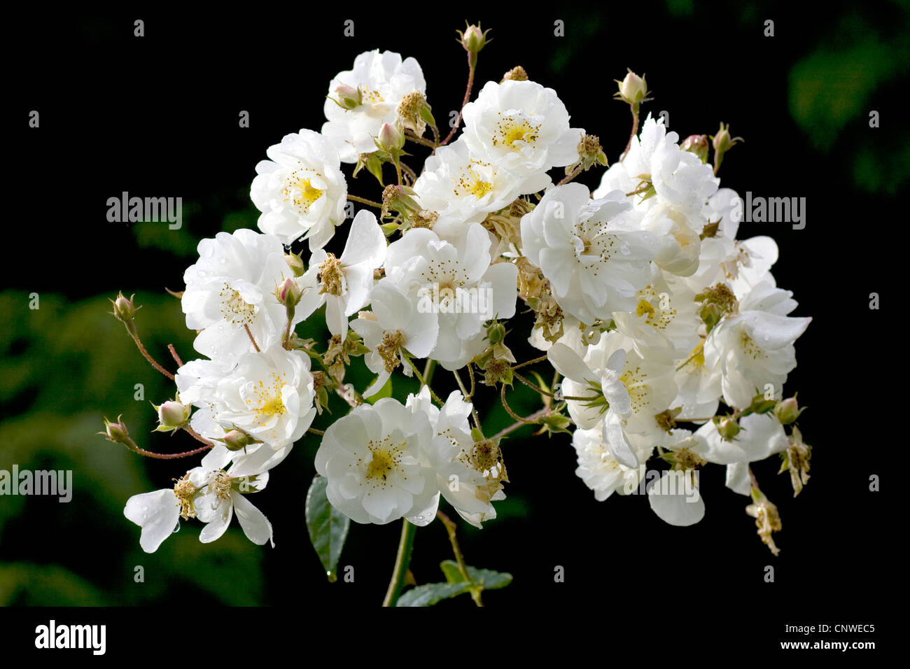 ornamental rose (Rosa 'Bobby James', Rosa Bobby James), cultivar Bobby ...