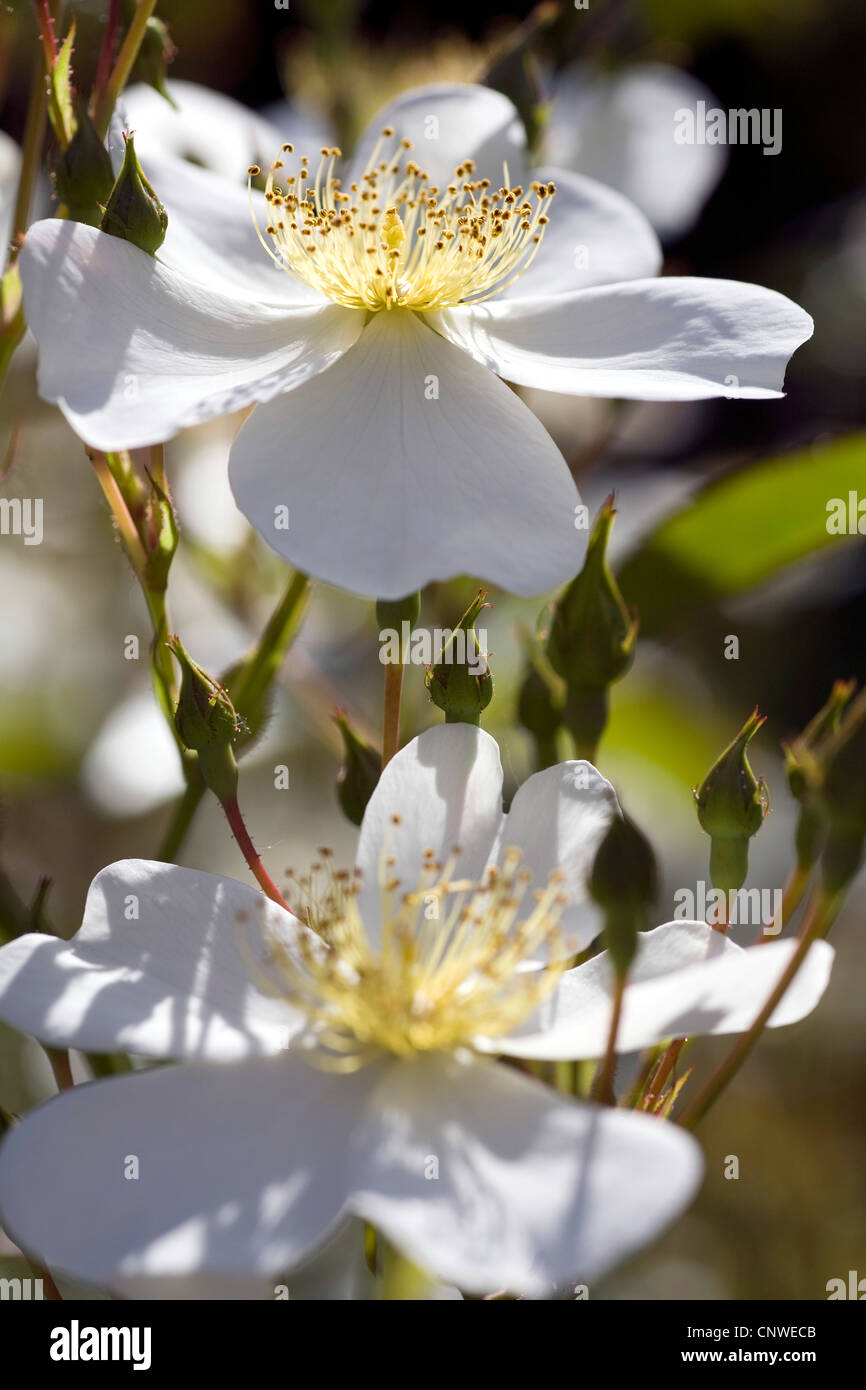 ornamental rose (Rosa 'Bobby James', Rosa Bobby James), cultivar Bobby ...