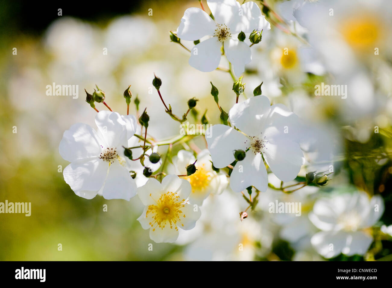 ornamental rose (Rosa 'Bobby James', Rosa Bobby James), cultivar Bobby ...