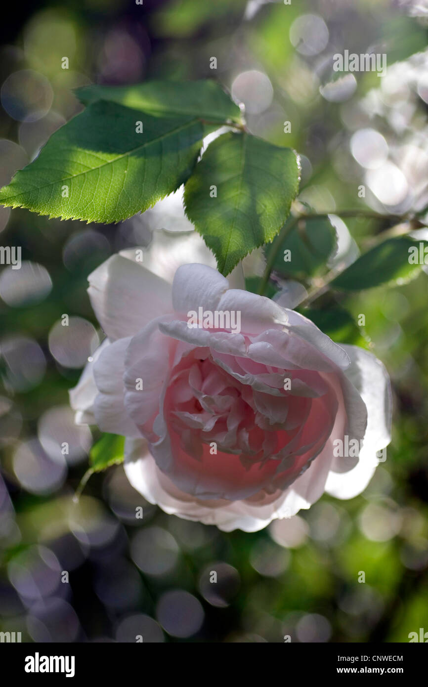 ornamental rose (Rosa 'Mme Alfred Carriere', Rosa Mme Alfred Carriere ...