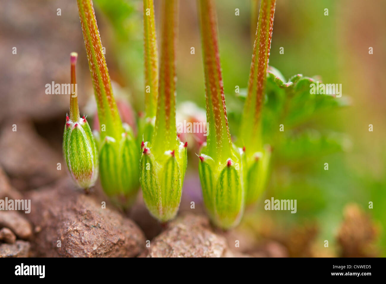 common stork's-bill, red-stemmed filaree, pin clover (Erodium ...