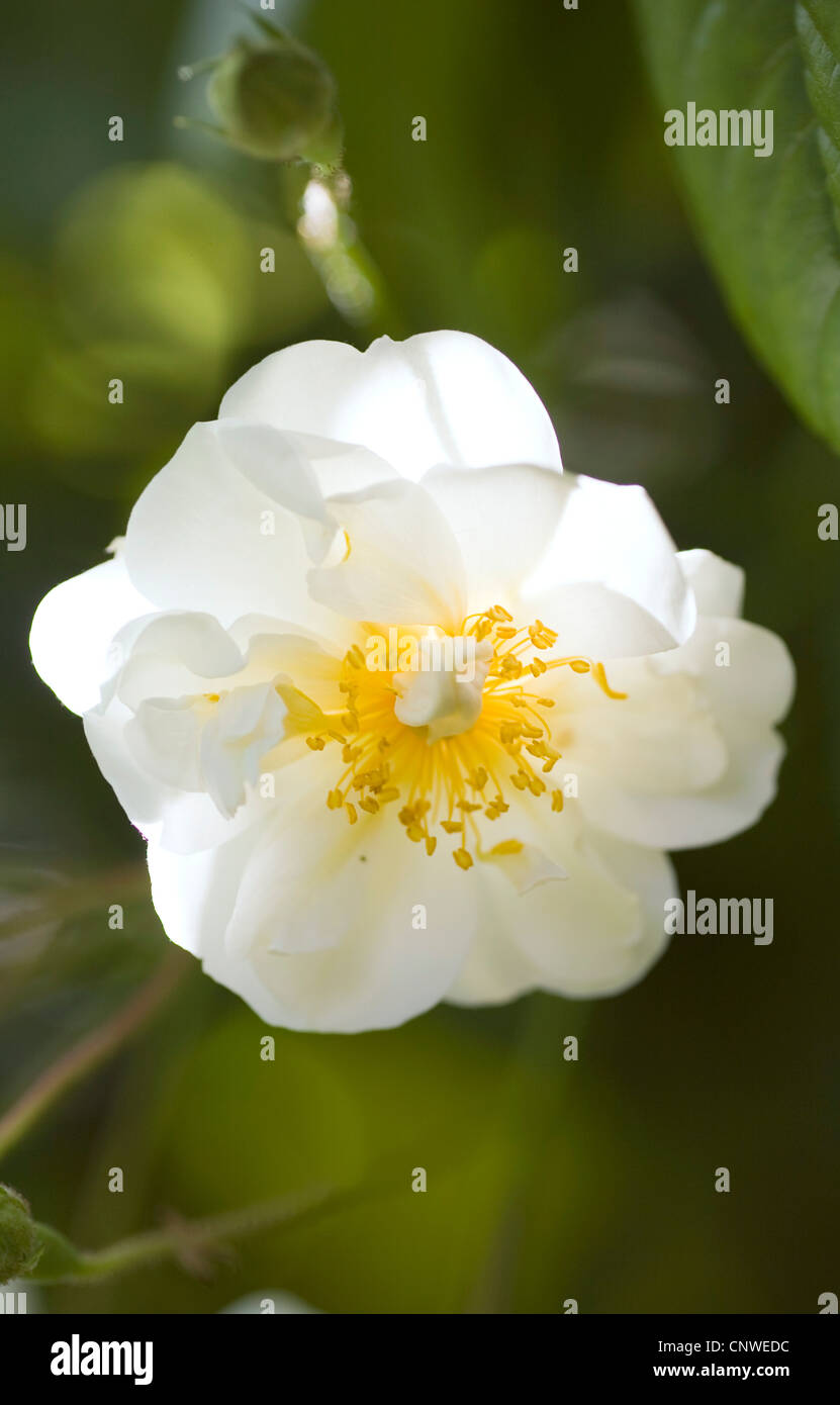 ornamental rose (Rosa 'Bobby James', Rosa Bobby James), cultivar Bobby ...
