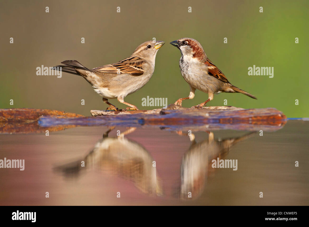 House Sparrow Female And Male