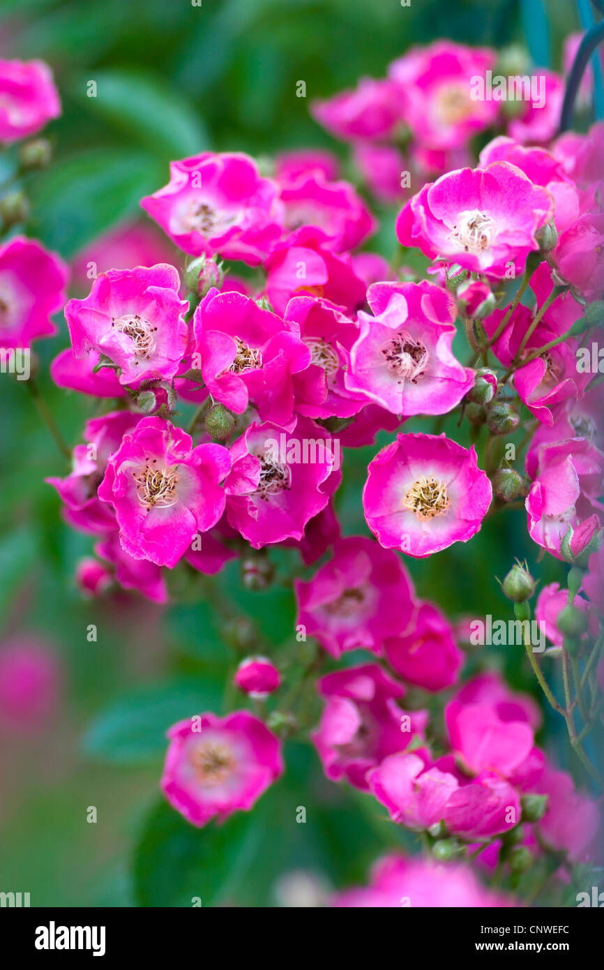 ornamental rose (Rosa 'Maria Lisa', Rosa Maria Lisa), cultivar Maria ...
