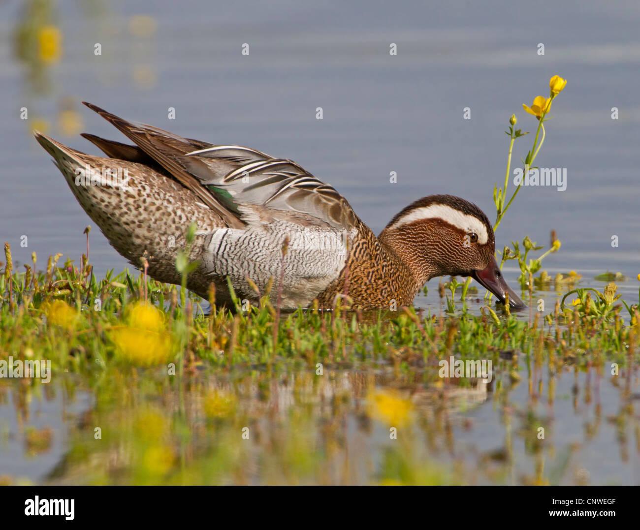 Garganeys hi-res stock photography and images - Alamy