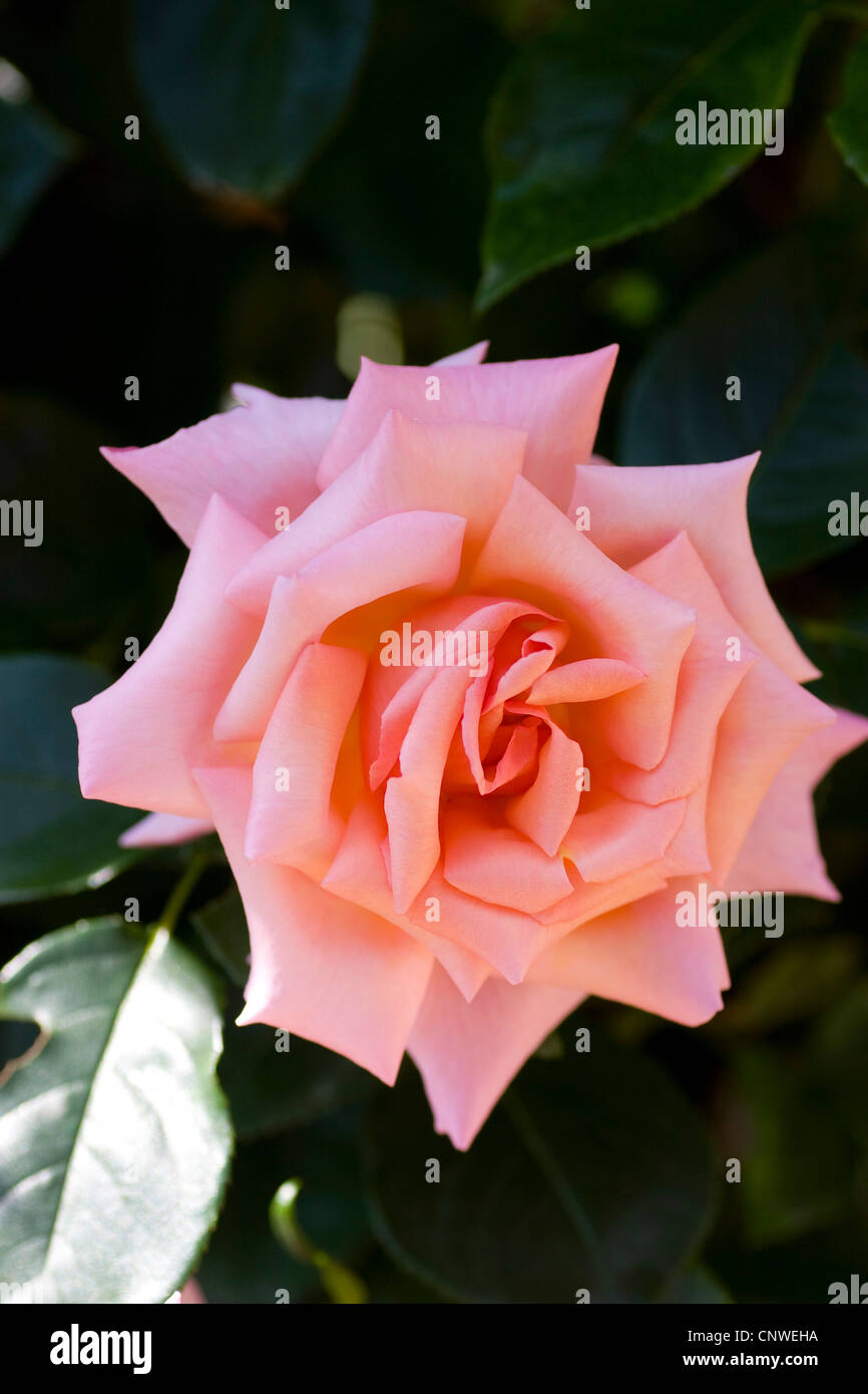 ornamental rose (Rosa 'Compassion', Rosa Compassion), cultivar ...