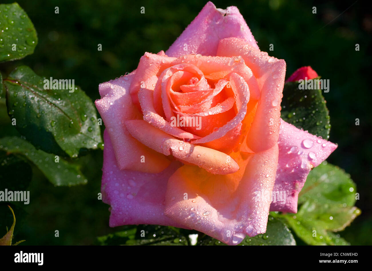 ornamental rose (Rosa 'Compassion', Rosa Compassion), flower Stock ...