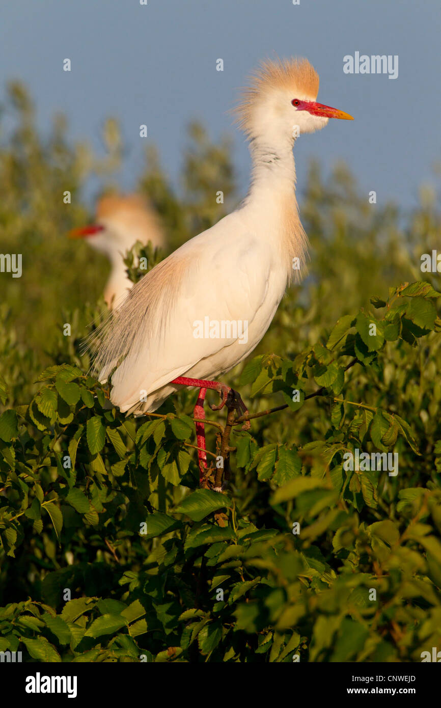 cattle egret, buff-backed heron (Ardeola ibis, Bubulcus ibis), sitting ...
