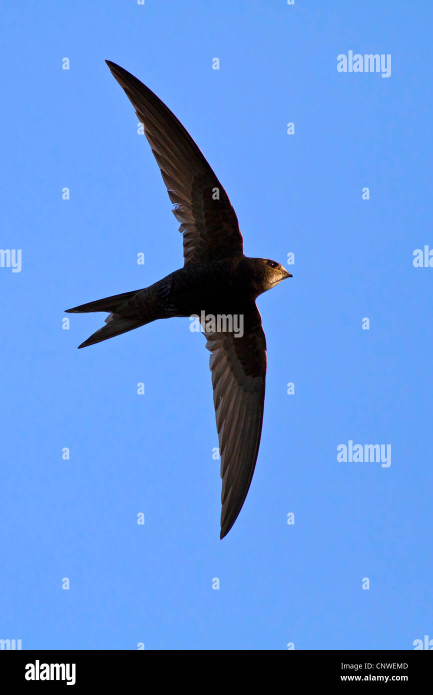 Swift bird hi-res stock photography and images - Alamy