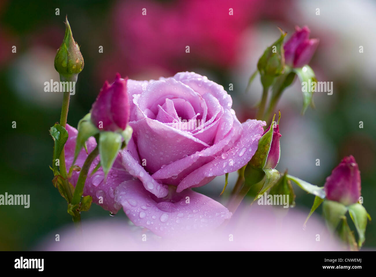 ornamental rose (Rosa 'Nil Bleu', Rosa Nil Bleu), cultivar Nil Bleu ...