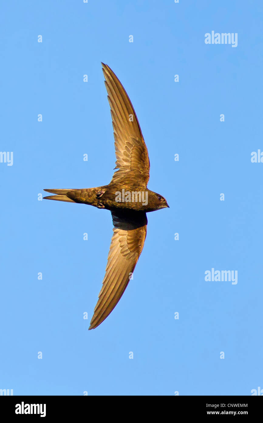 Apus apus germany hi-res stock photography and images - Alamy