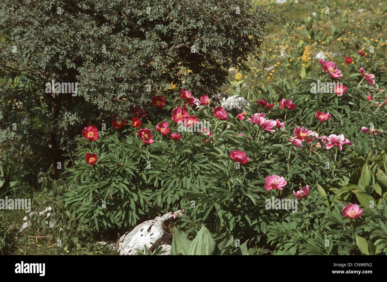 Peonies italy hi-res stock photography and images - Alamy