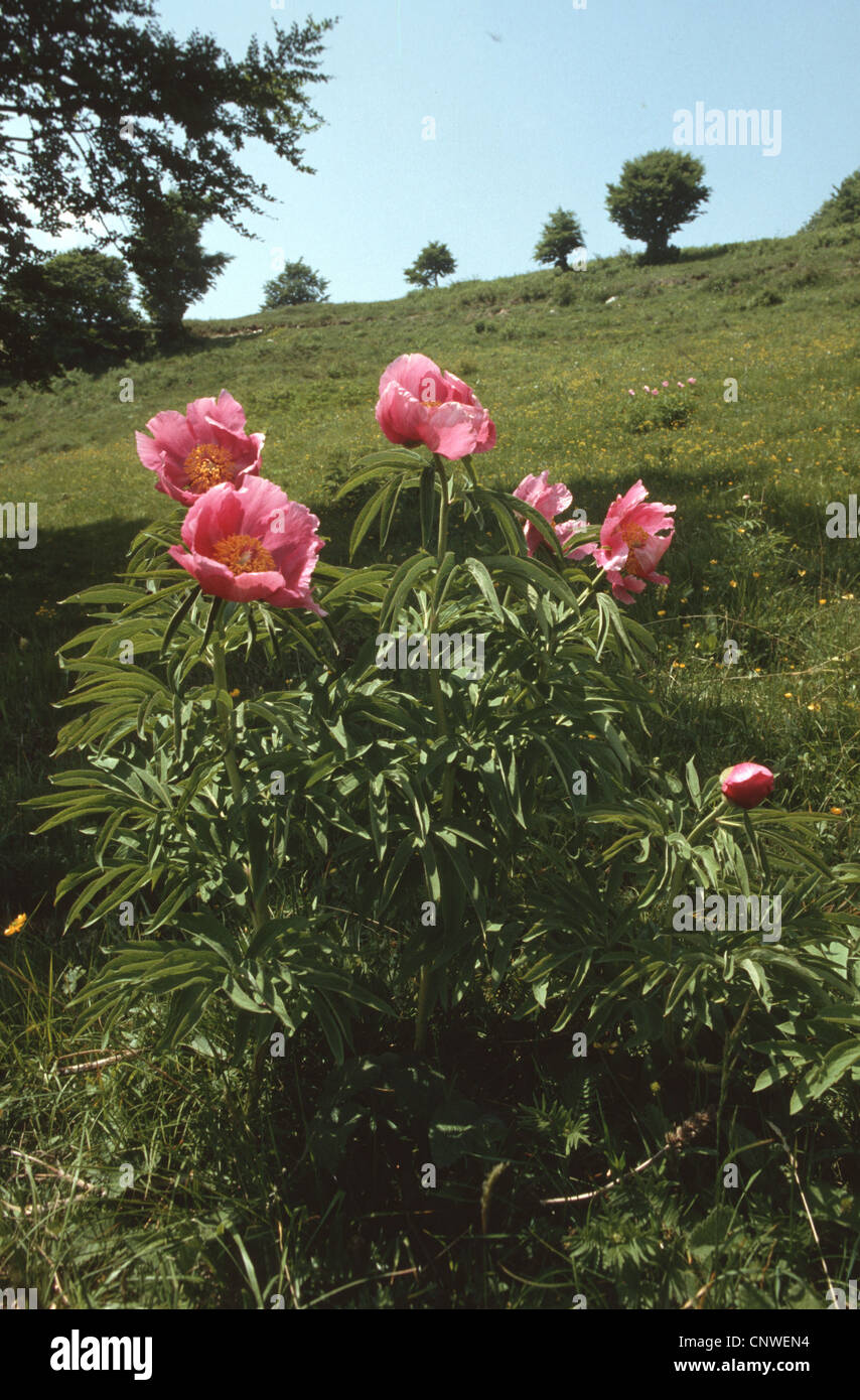 Pink flower of a european peony paeonia officinalis hi-res stock ...