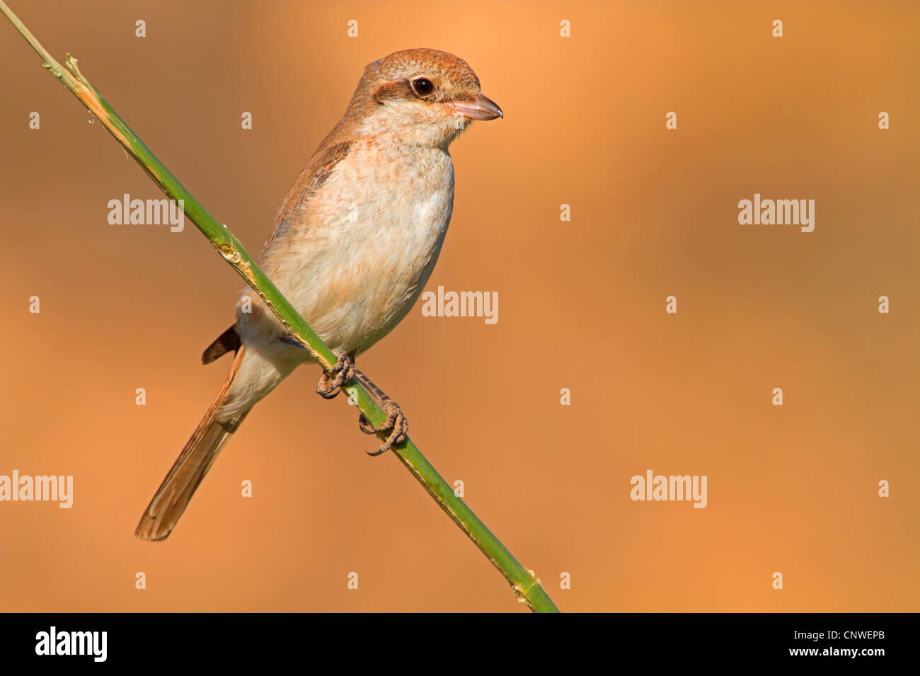 isabelline shrike (Lanius isabellinus phoenicuroides), sitting on a ...