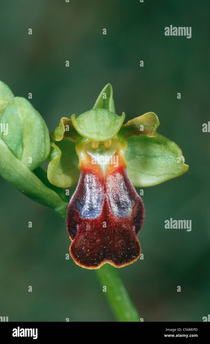 ophrys (Ophrys eptapigiensis), flower, Greece, Rhodes Stock Photo - Alamy