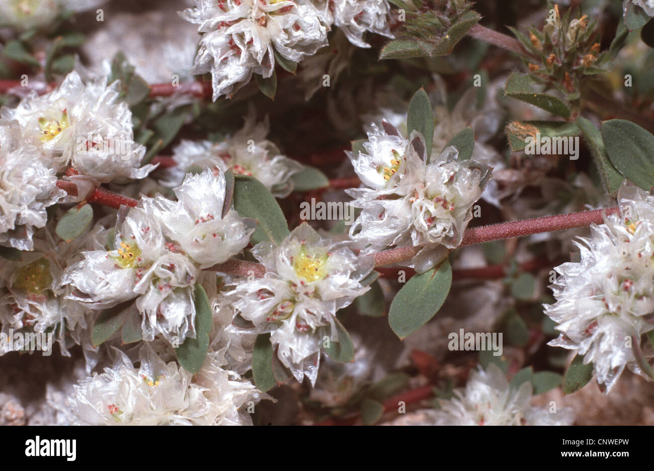 Silver nailroot, Silvery Whitlow Wort (Paronychia argentea), blooming ...