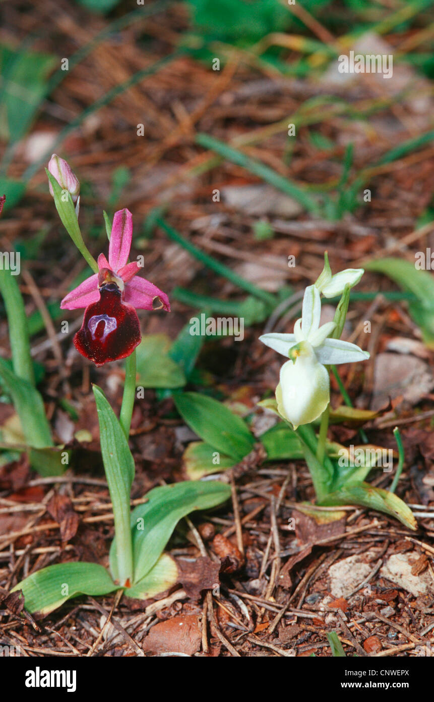 Horseshoe Orchid (Ophrys ferrum-equinum), blooming individuals, one ...
