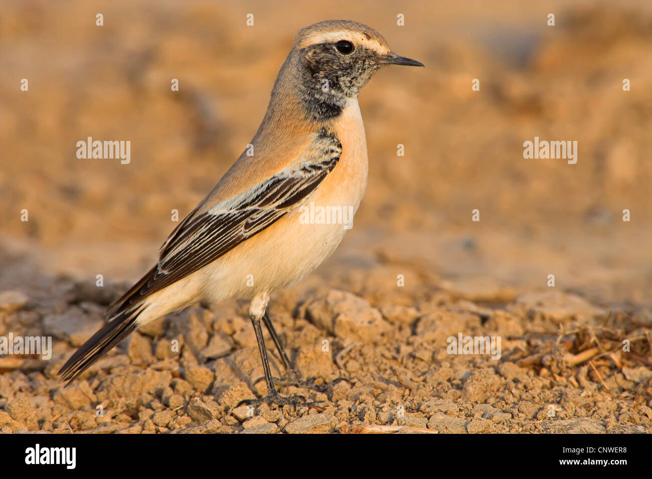 desert wheatear (Oenanthe deserti), sitting on the ground, Oman Stock ...