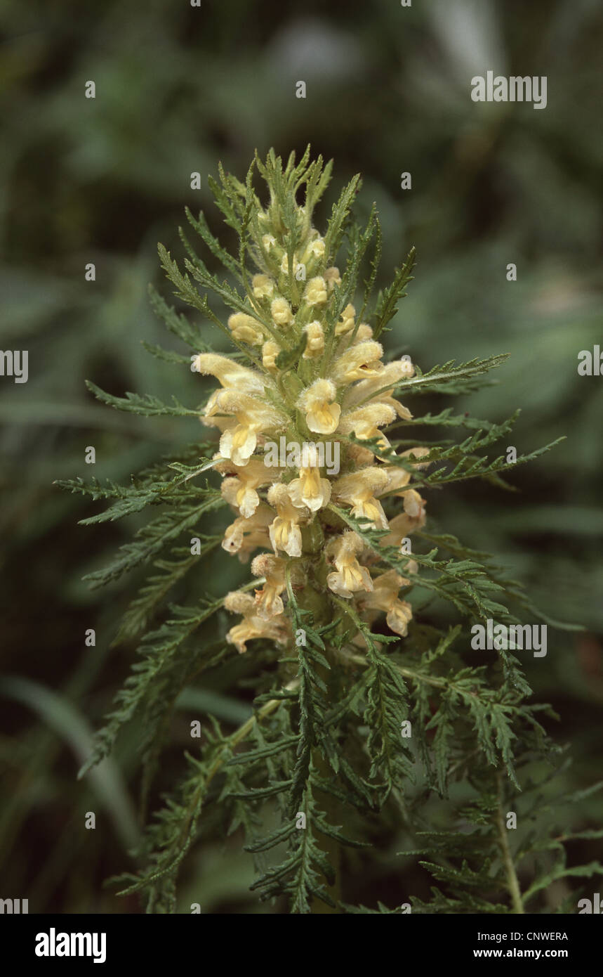 Pedicularis foliosa hi-res stock photography and images - Alamy