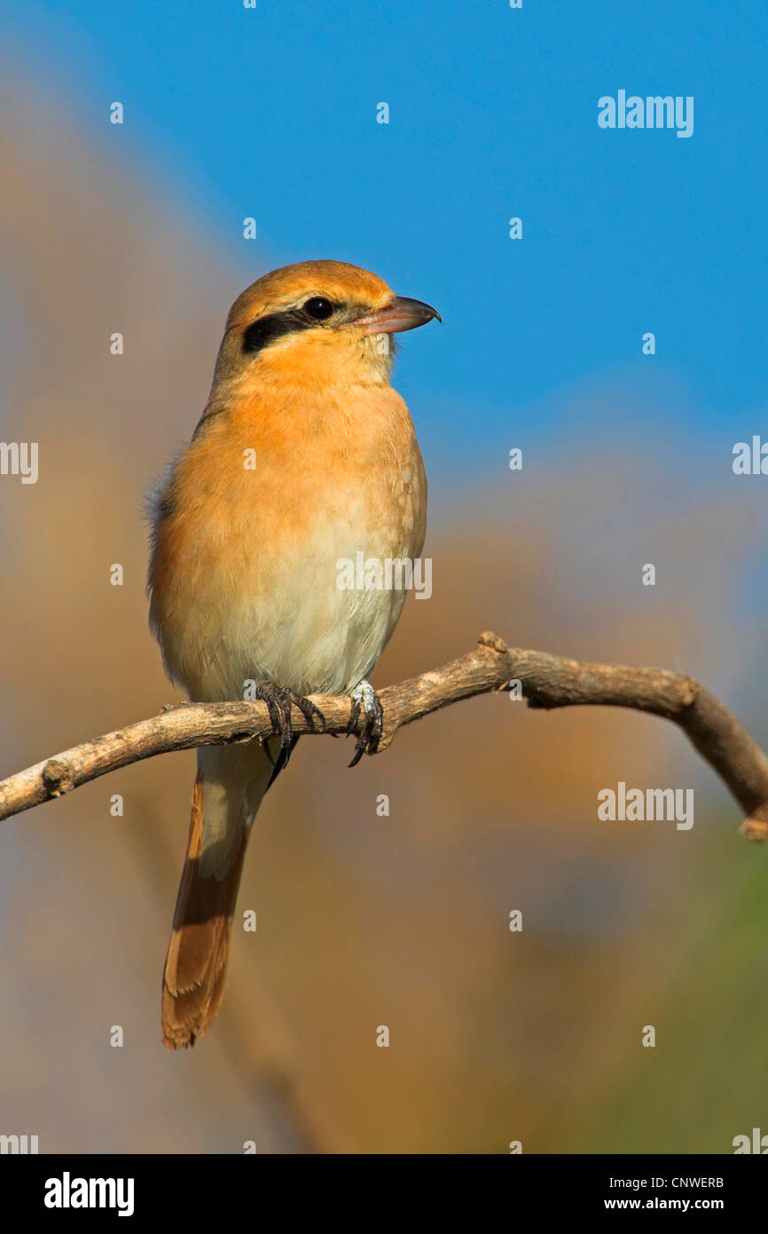 isabelline shrike (Lanius isabellinus phoenicuroides), sitting on a ...