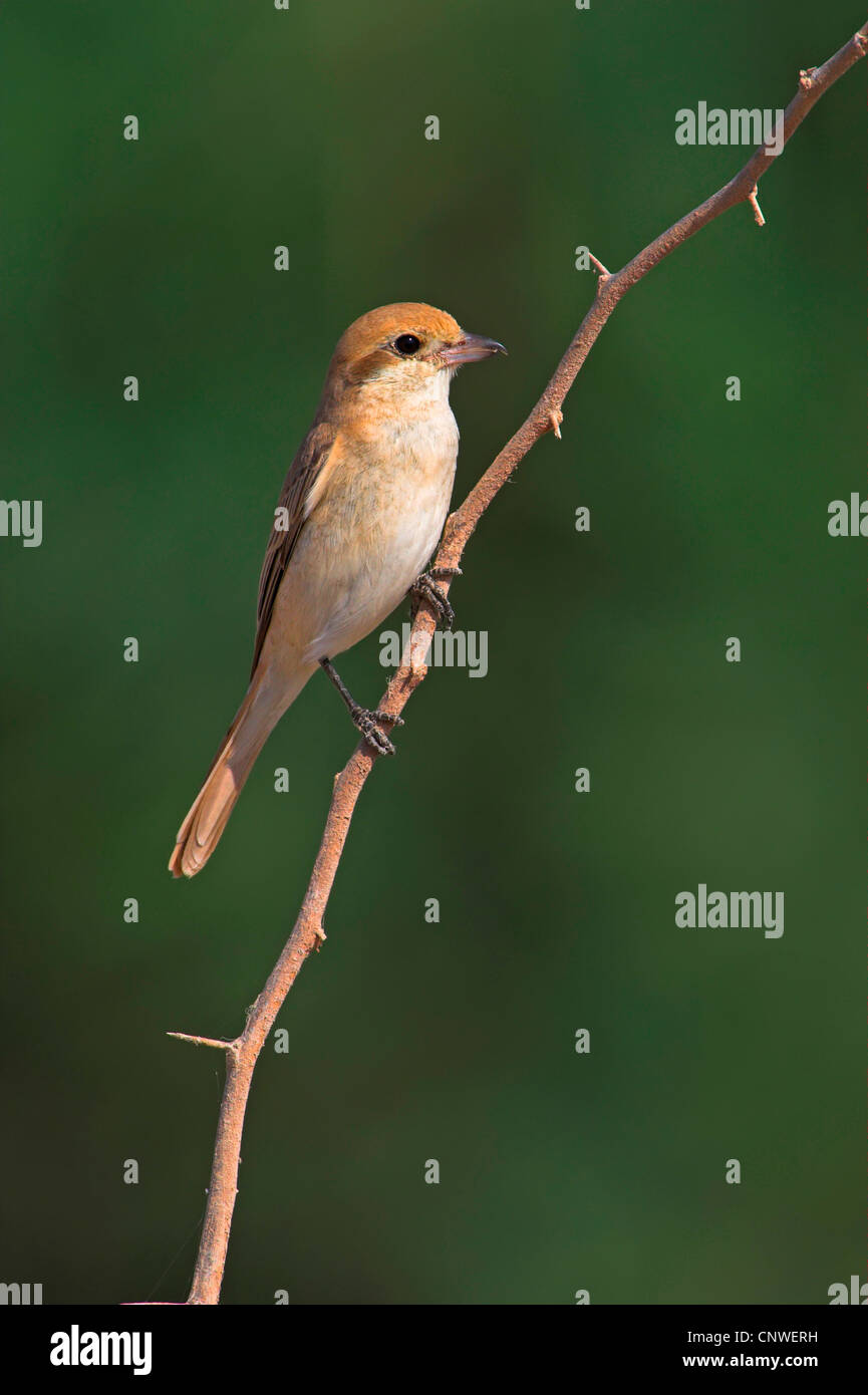 isabelline shrike (Lanius isabellinus phoenicuroides), sitting on a ...