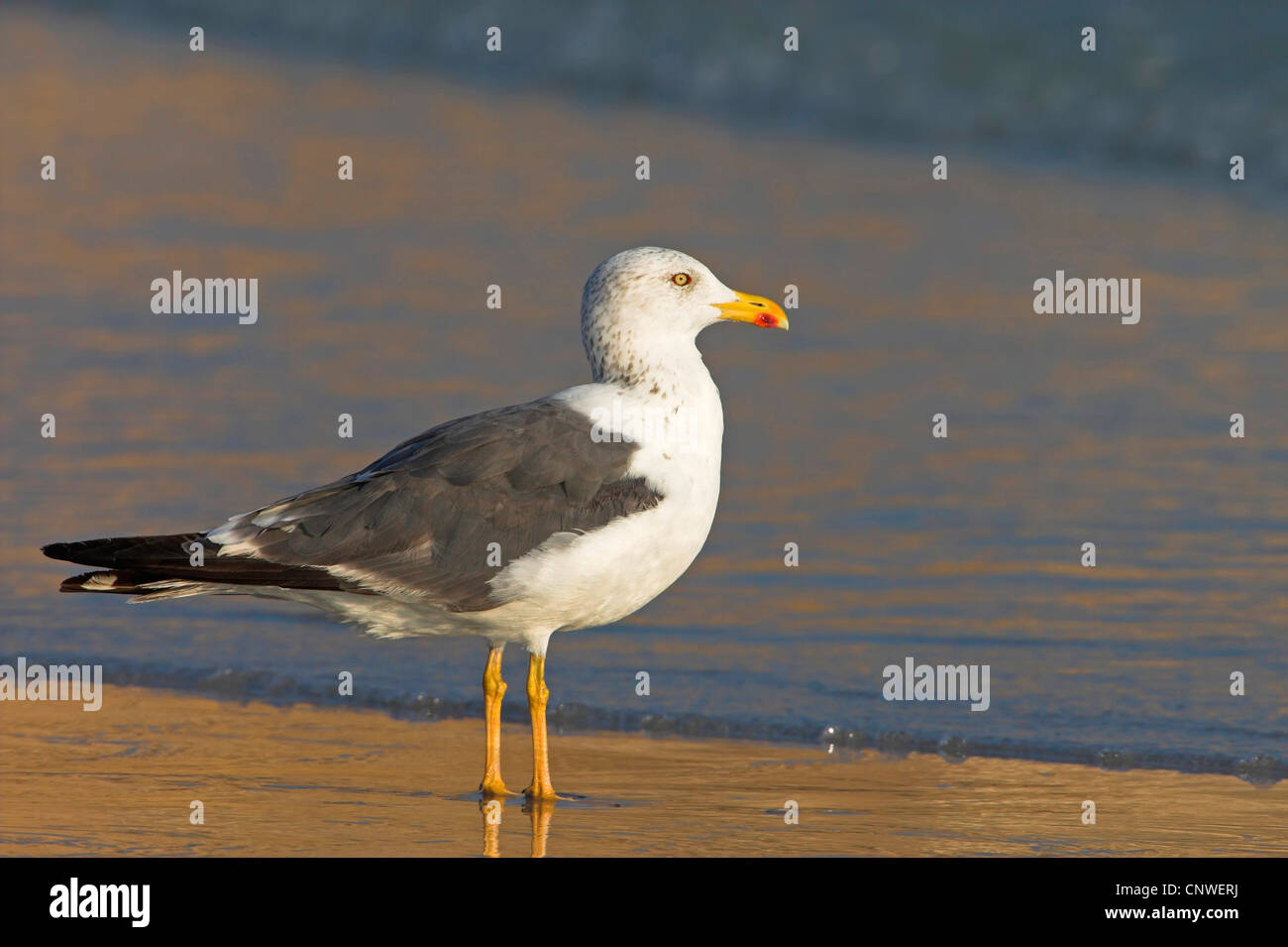 Siberian Gull, Kola Lesser Black-backed Gull, Heuglin's Gull (Larus ...