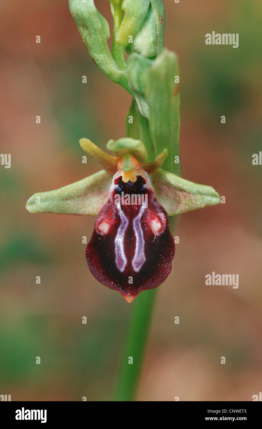 Gortynia hi-res stock photography and images - Alamy