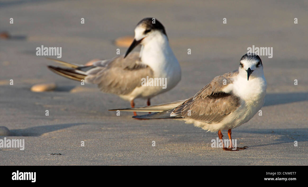 white-cheeked tern (Sterna repressa), sitting in sand, Oman Stock Photo ...