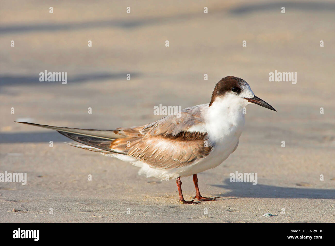 Sterna repressa hi-res stock photography and images - Alamy