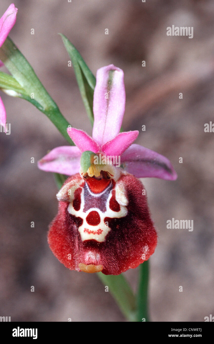 ophrys (Ophrys halia), flower, Greichenland, Rhodes Stock Photo - Alamy