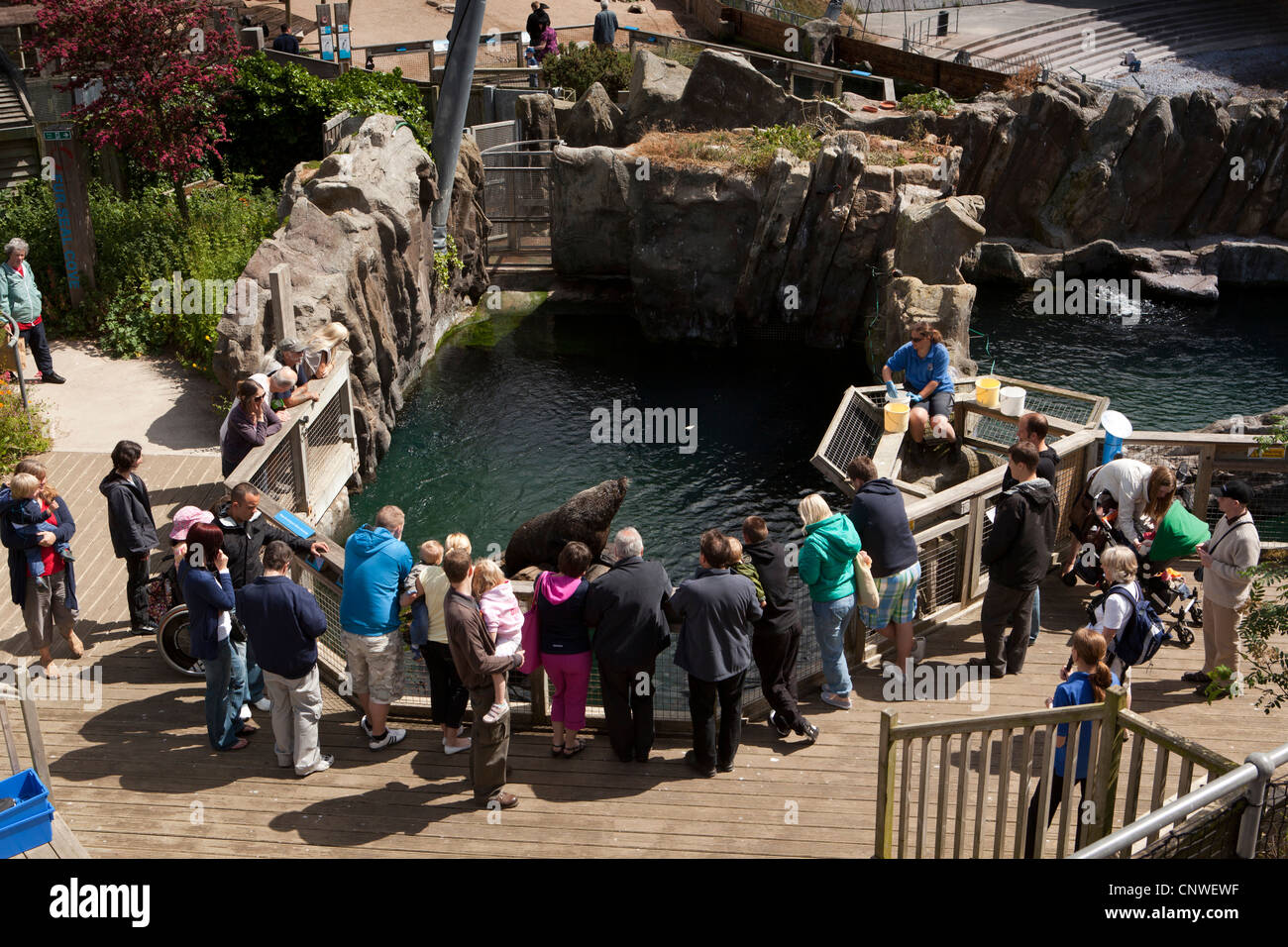 UK, England, Devon, Torquay, Living Coasts, Fur Seal Cove, visitors ...
