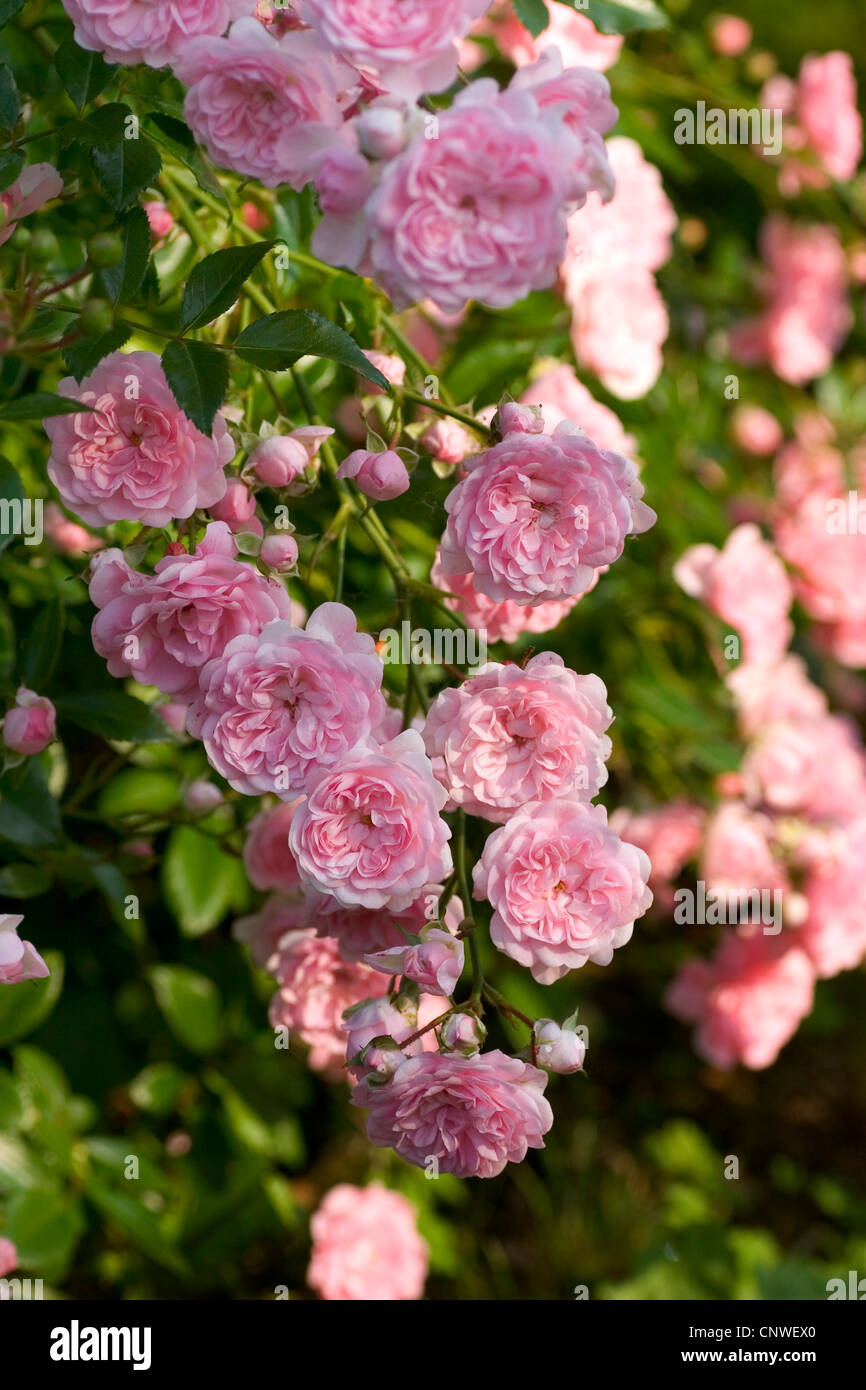 ornamental rose (Rosa 'The Fairy', Rosa The Fairy), cultivar The Fairy ...