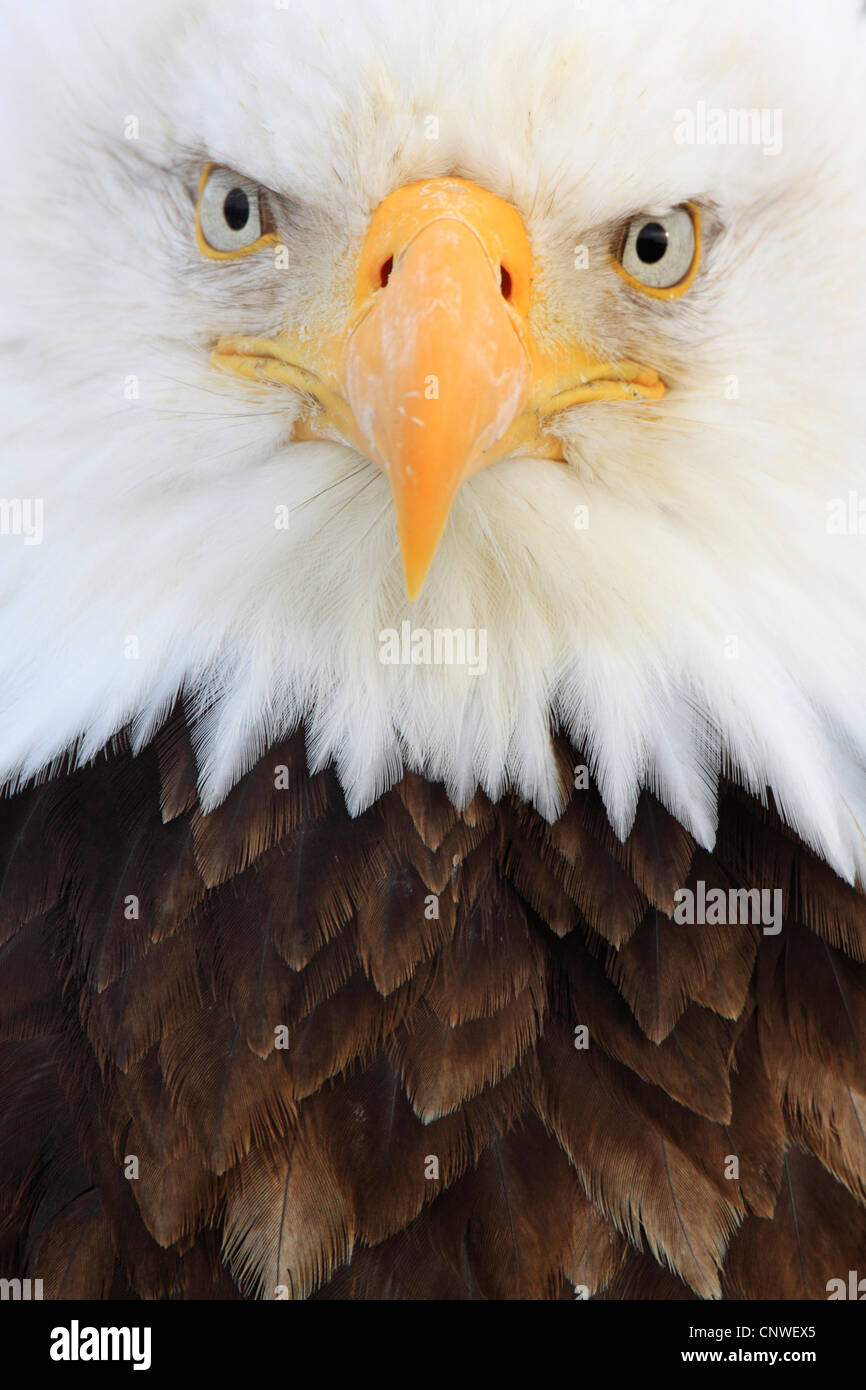 Angry bald eagle haliaeetus leucocephalus hi-res stock photography and ...