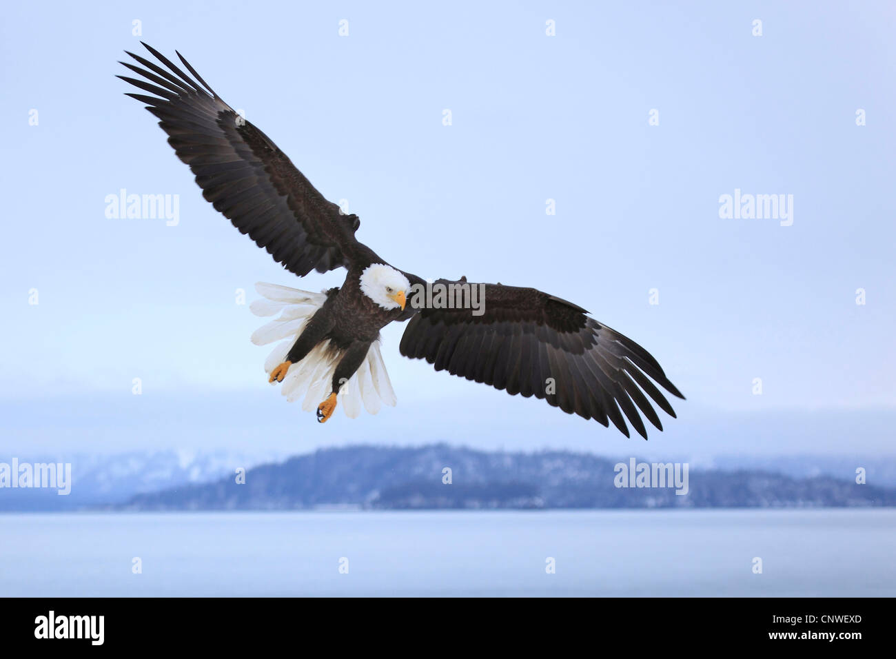 Flying American Bald Eagle Landing High Resolution Stock Photography ...