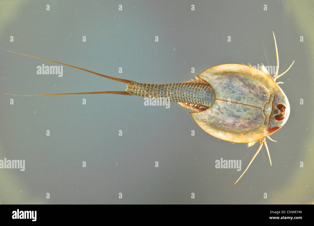Triops and (fossil or cretaceous) hi-res stock photography and images ...
