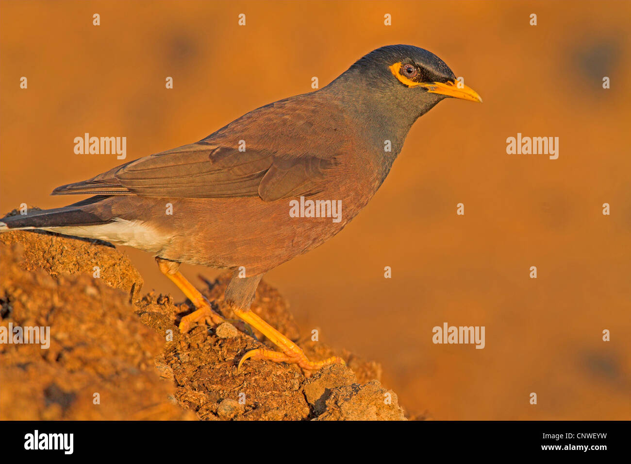 Acridotheres tristis hi-res stock photography and images - Alamy