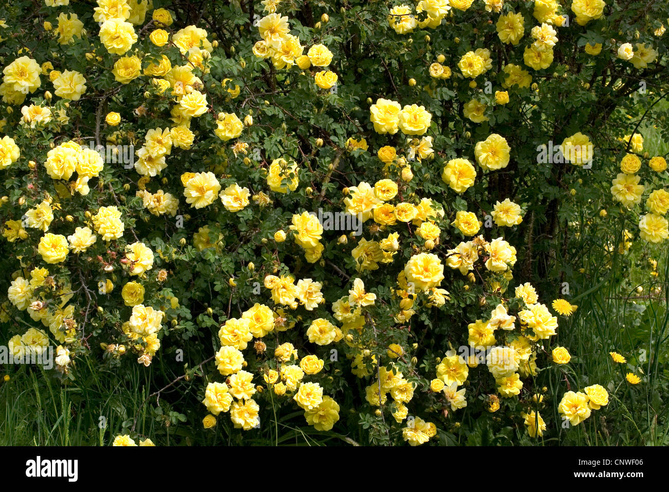 golden rose of china, father hugo rose (Rosa hugonis (Rosa xanthina fo ...