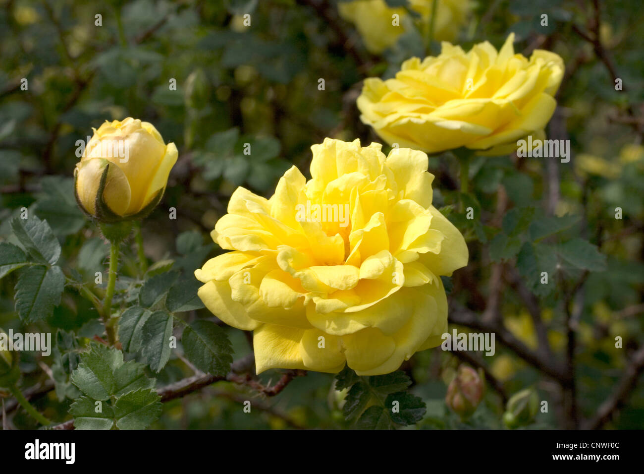 golden rose of china, father hugo rose (Rosa hugonis (Rosa xanthina fo ...