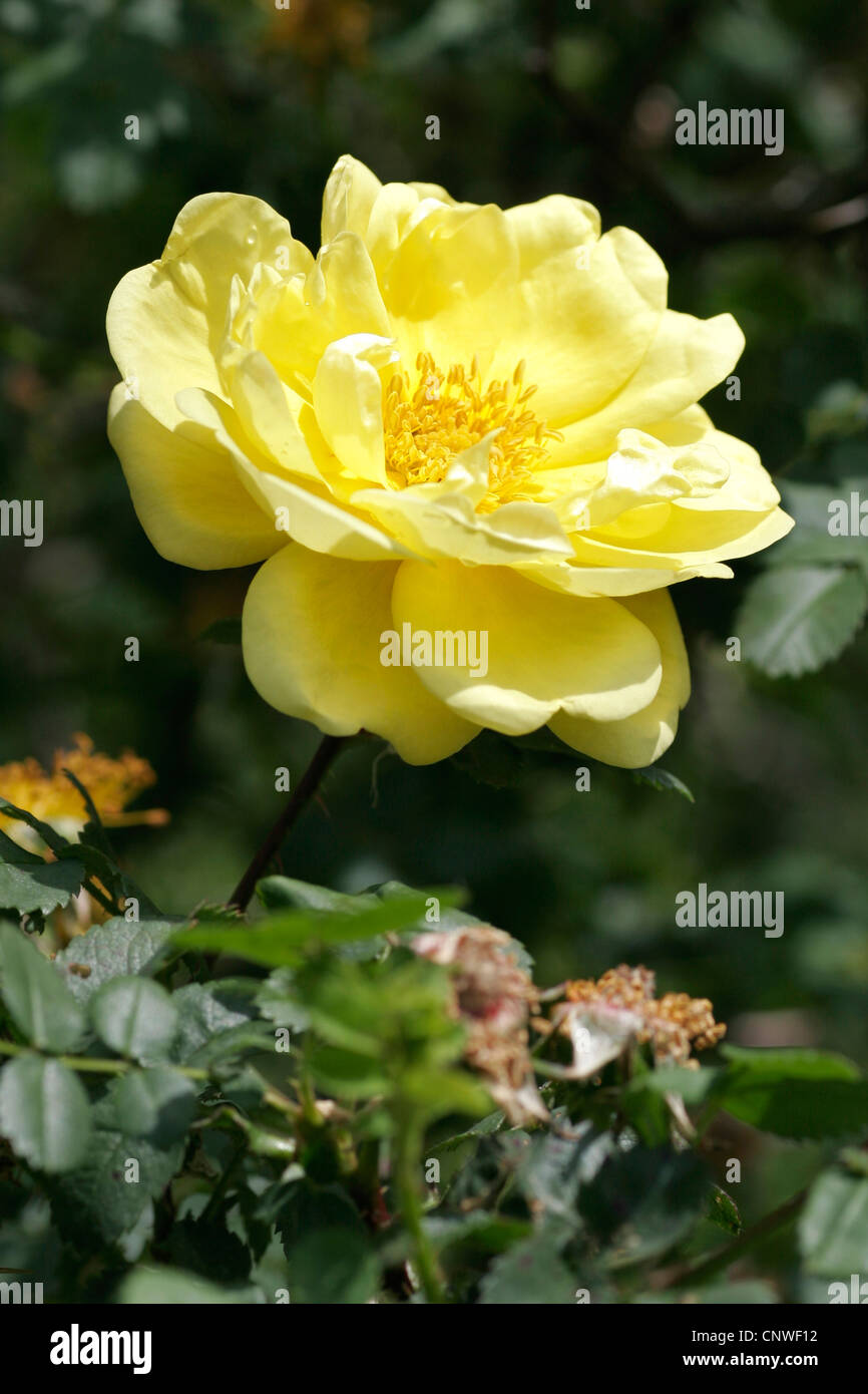 golden rose of china, father hugo rose (Rosa hugonis (Rosa xanthina fo ...